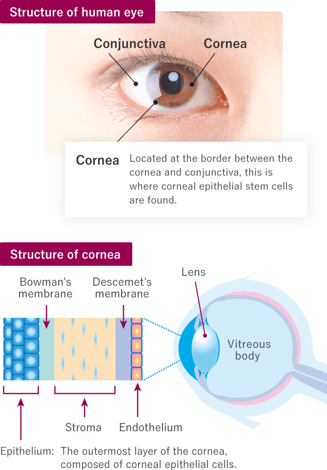 Corneal Epithelium Layers